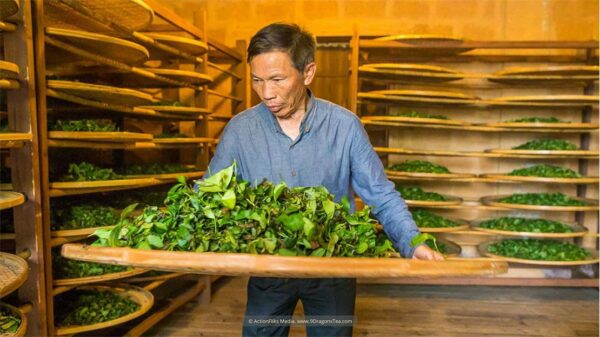 15 Fascinating Steps of Traditional Chinese Tea-Making | 9 Dragons Tea