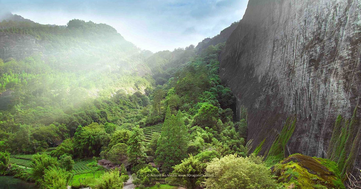 Terroir In Tea - Tea Documentary